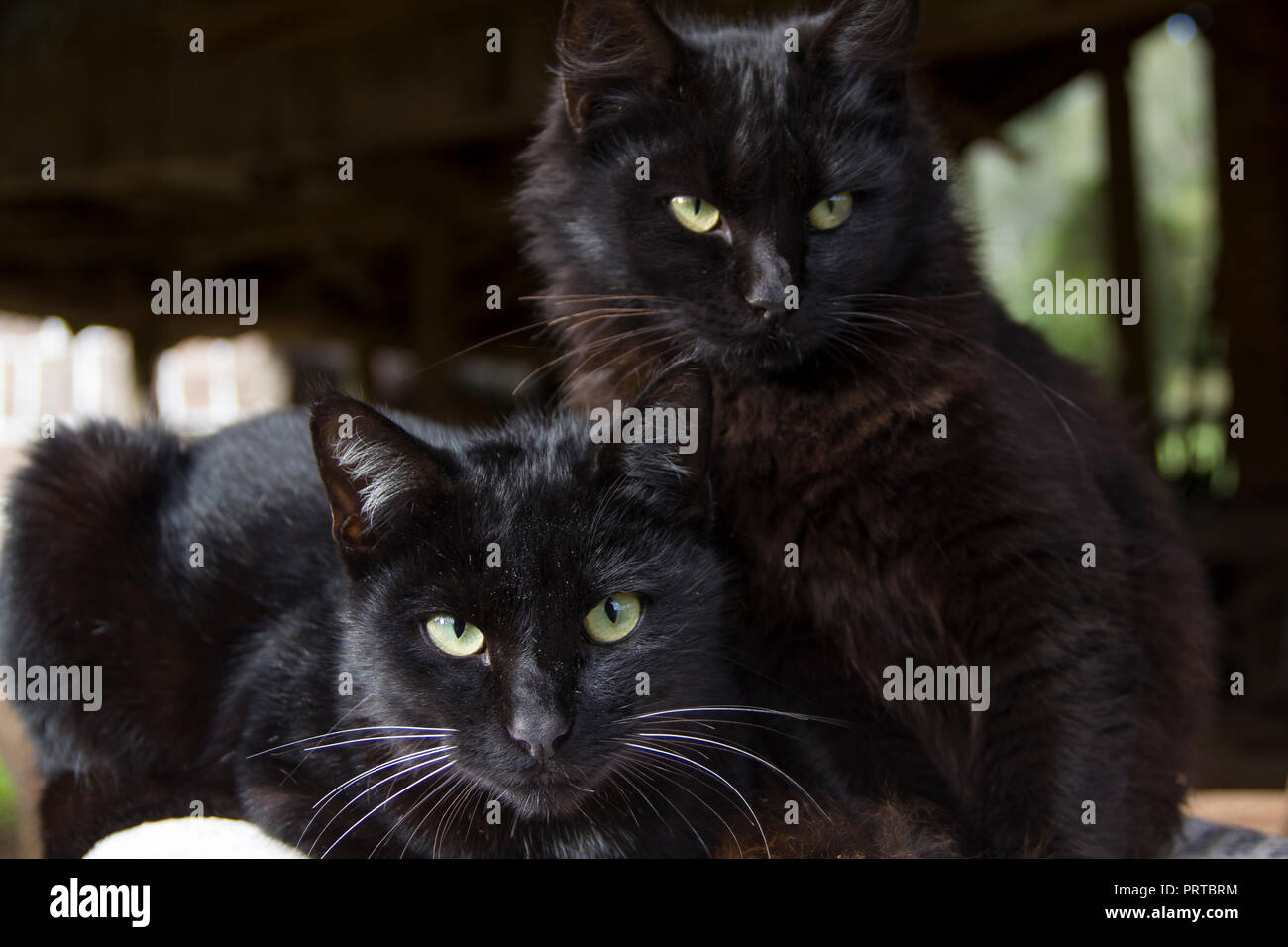 Two Black Cats High Resolution Stock Photography and Images - Alamy