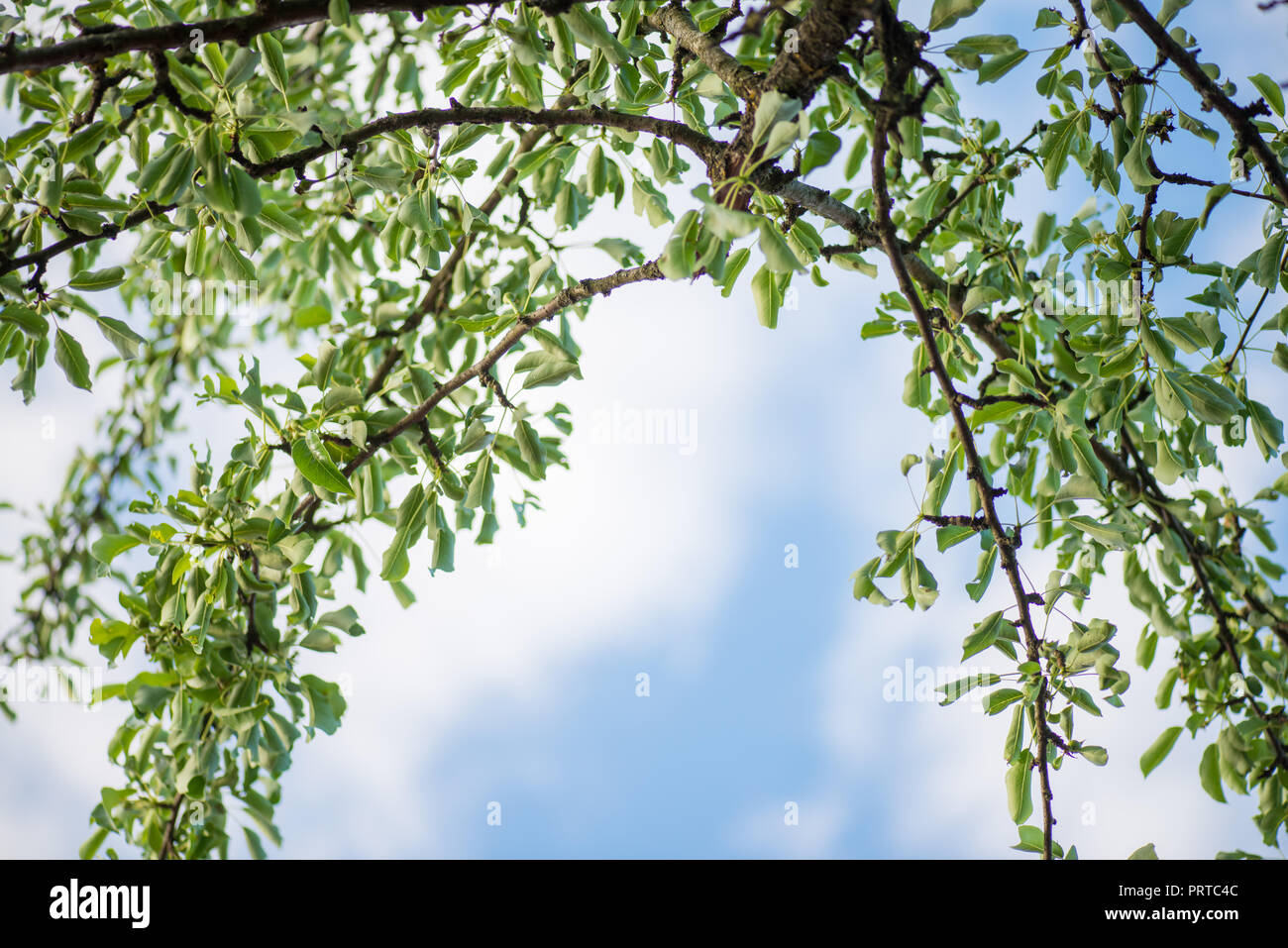 green pears hanging on a tree branch on the background of the blue sky ...