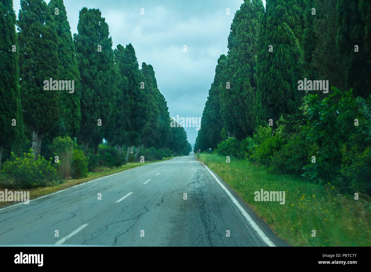 Pine road. Roads between the trees Stock Photo - Alamy
