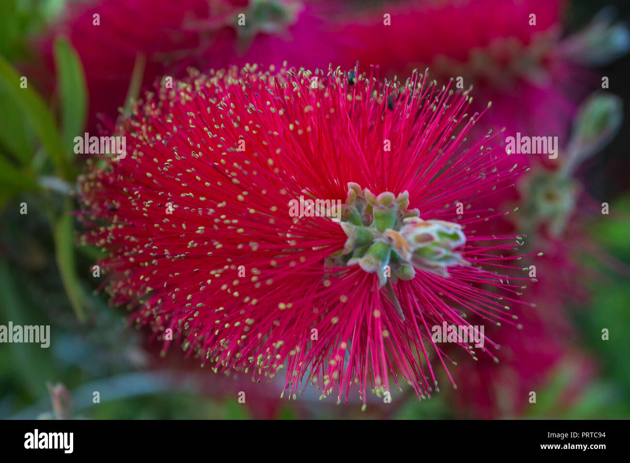 Bottle brush flower Stock Photo - Alamy