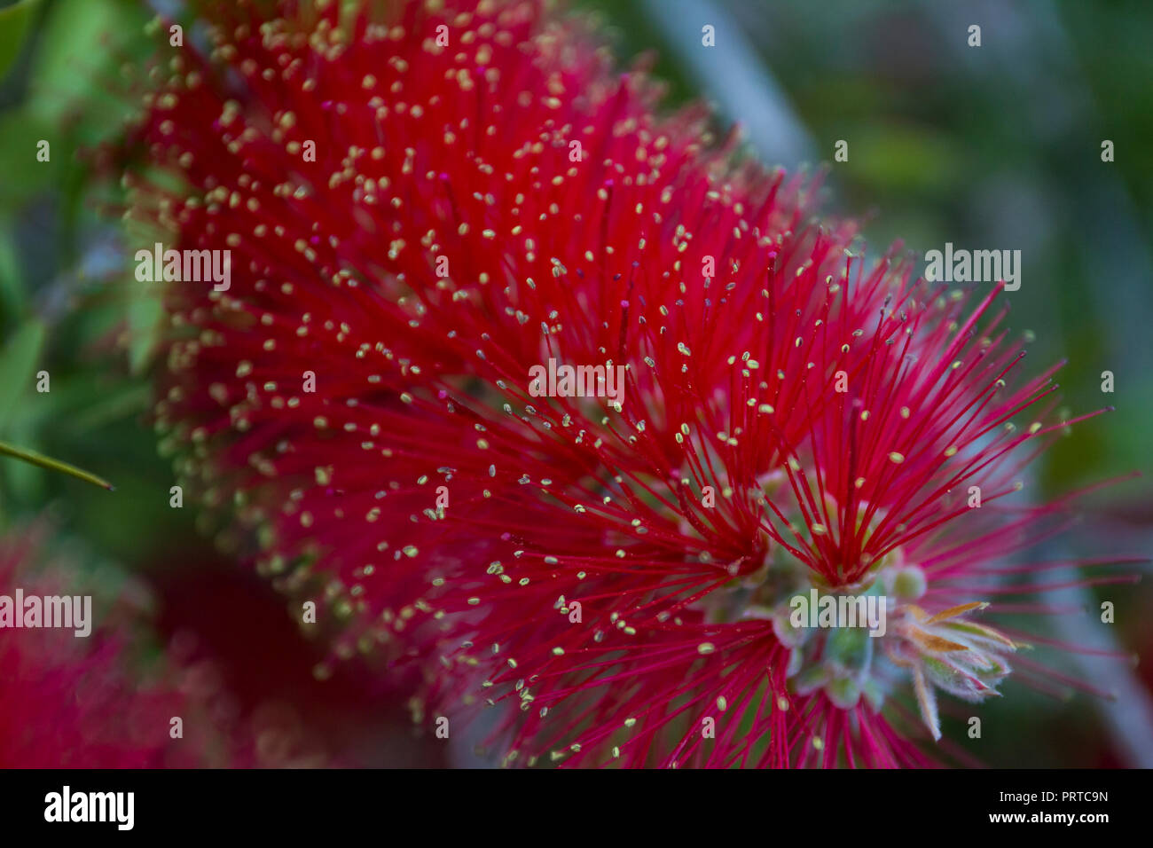 Bottle brush flower. Callistemon red bottle brush plant Stock Photo - Alamy