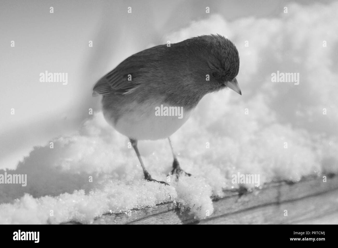 The snowbird Black and White Stock Photos & Images - Alamy