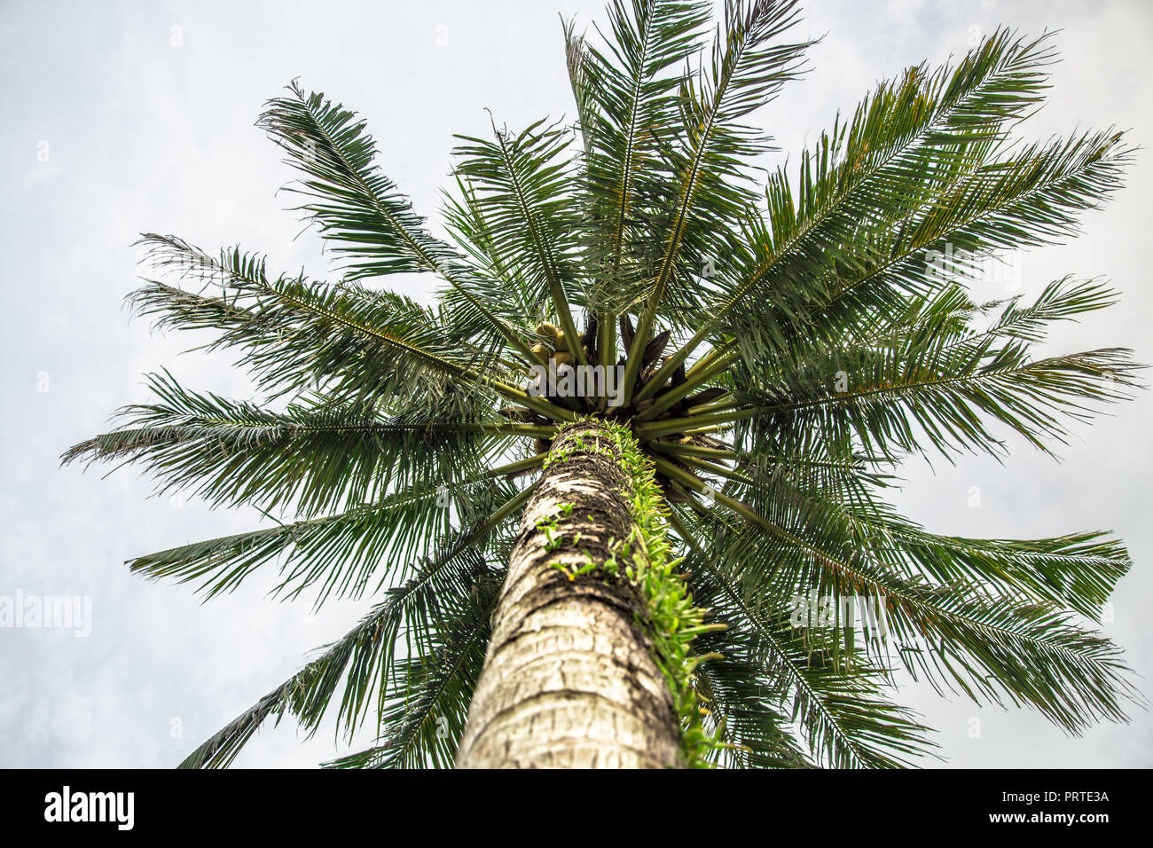 Beautiful big palm tree view from below in Thailand on Koh Chang Stock ...