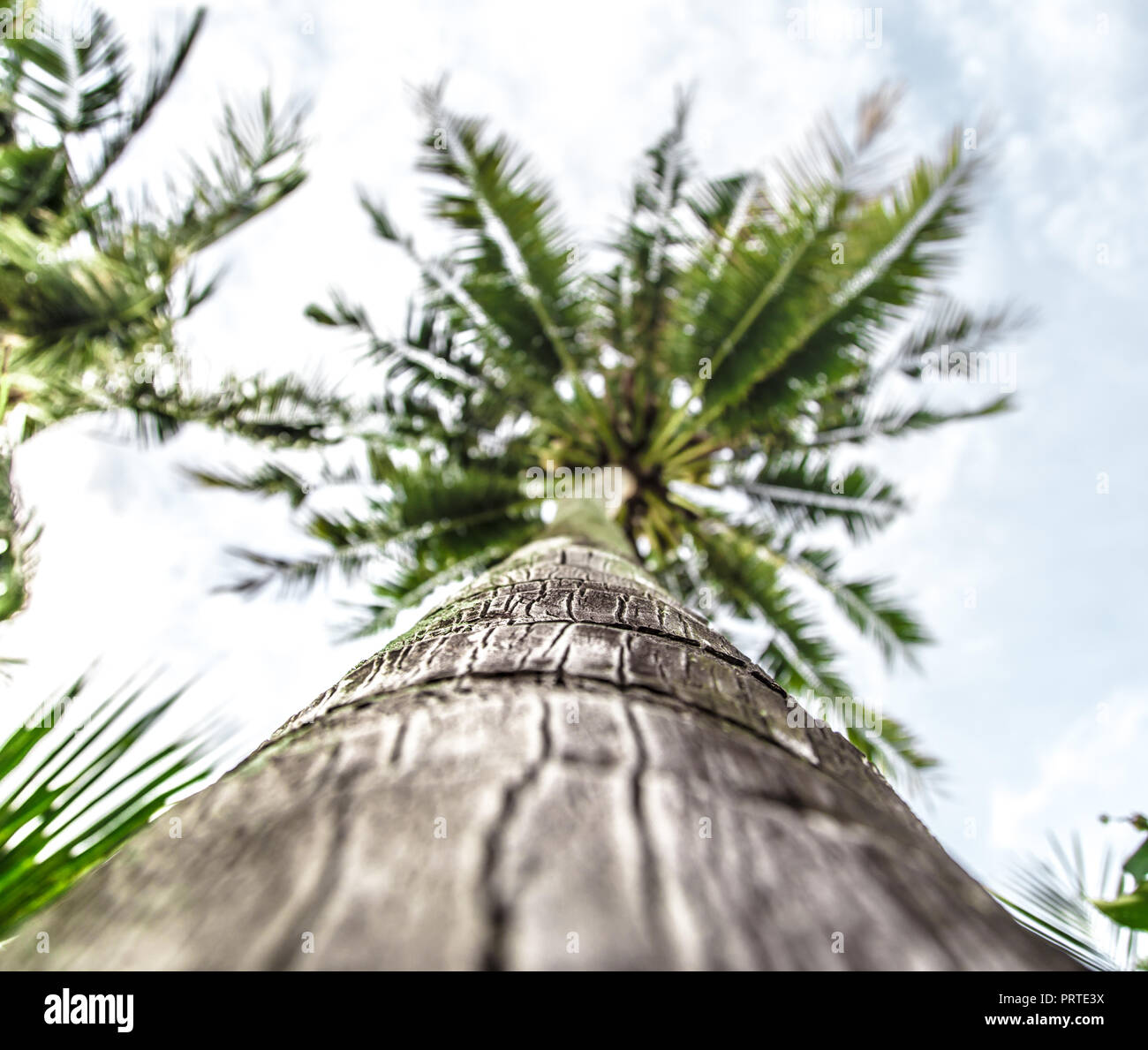 Beautiful big palm tree view from below in Thailand on Koh Chang Stock ...