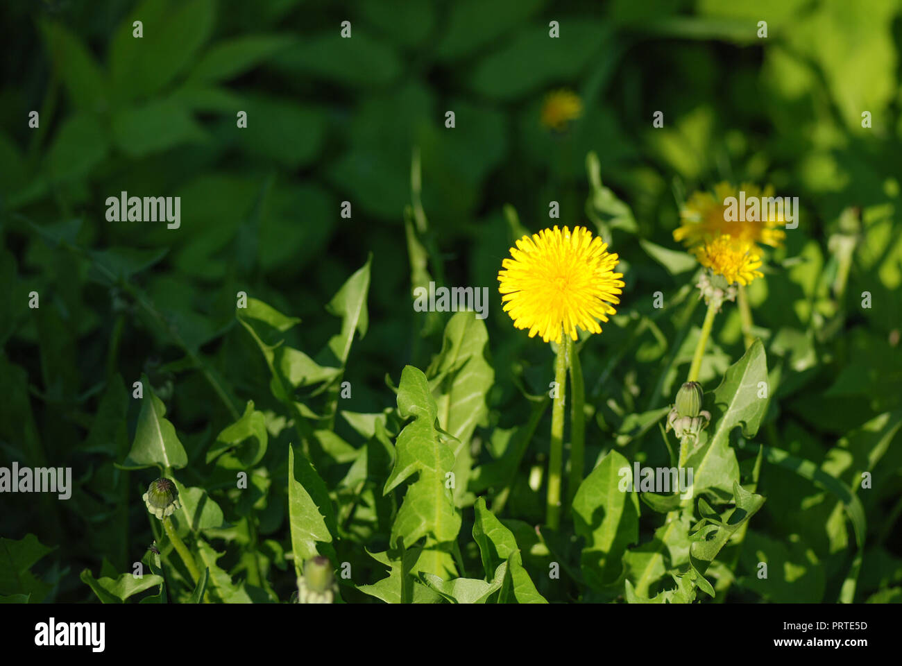 Dandelions in the meadow. Bright flowers dandelions on background of ...