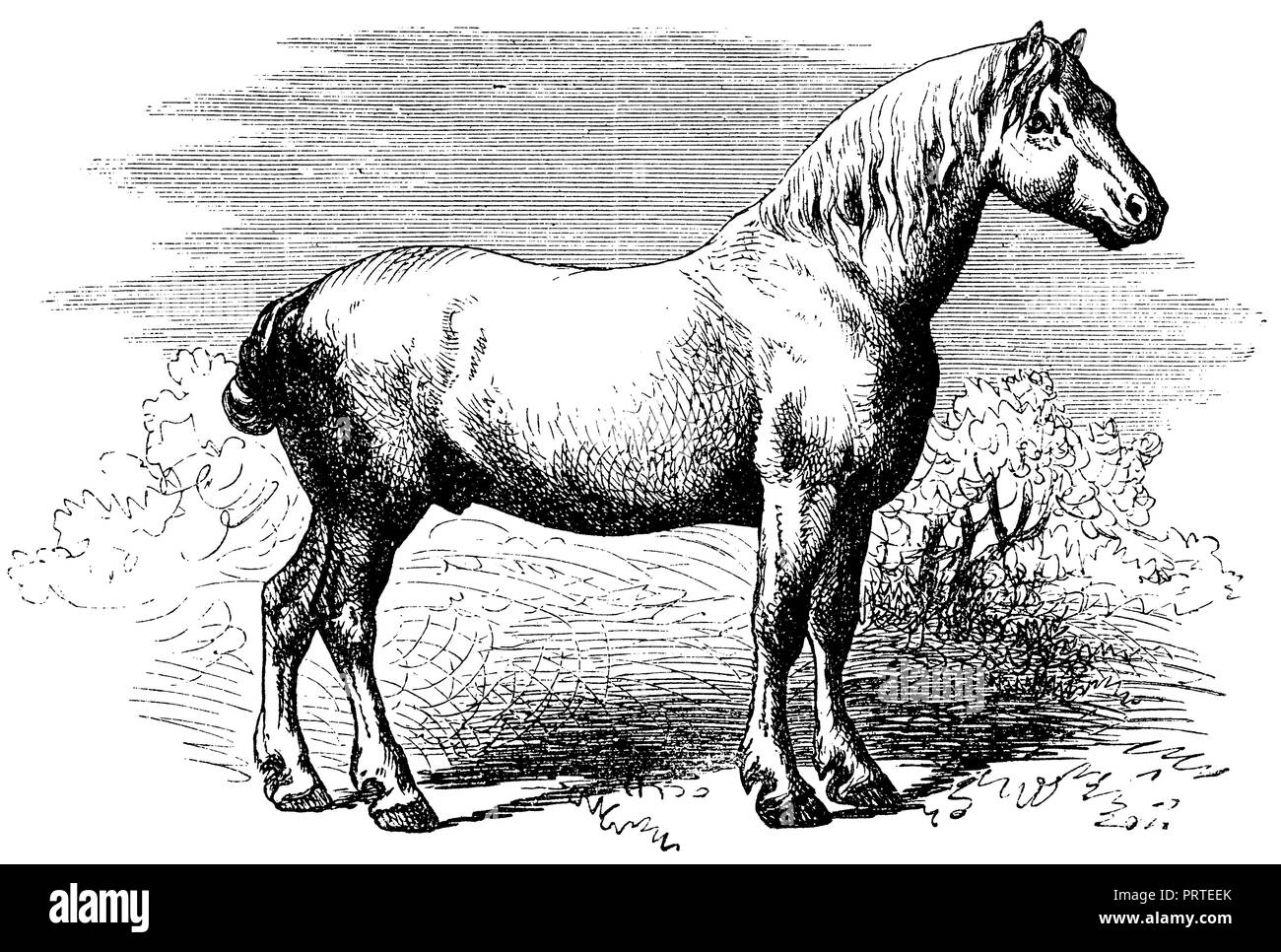 Black percheron horse hi-res stock photography and images - Alamy