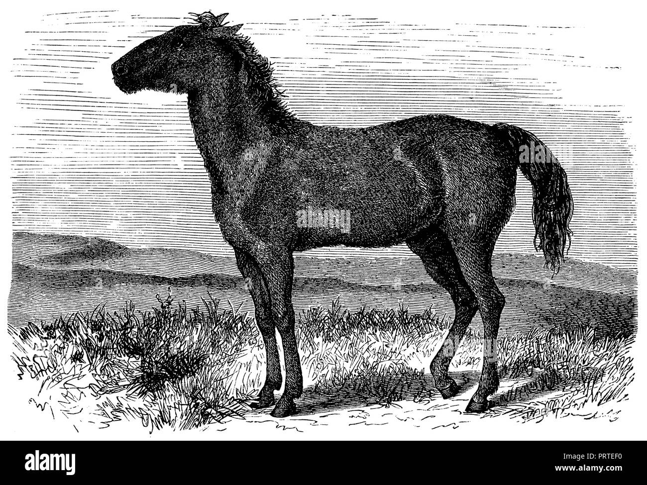 Tarpan, Asian wild horse, anonym 1882 Stock Photo - Alamy