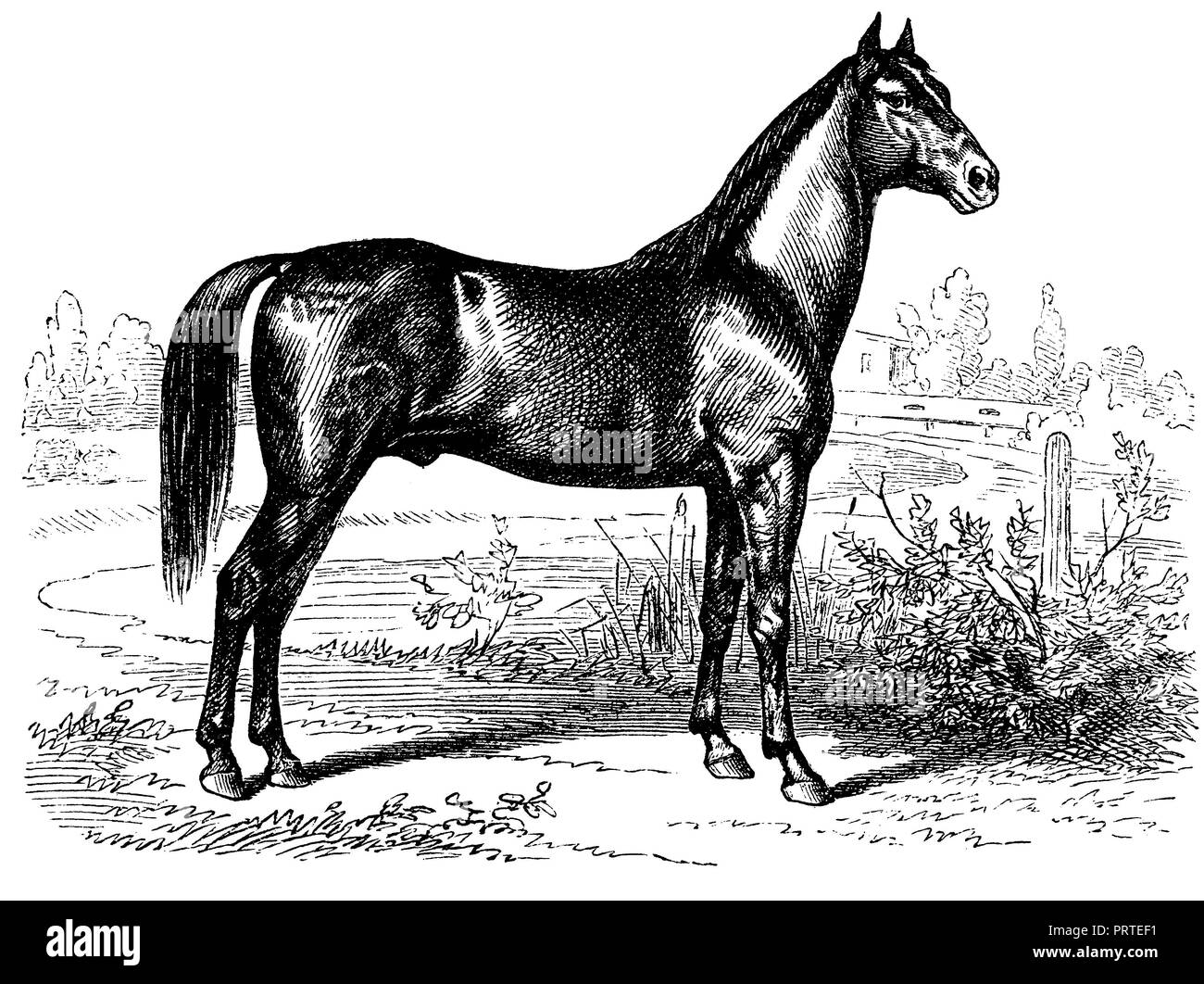 Trakehner, anonym 1882 Stock Photo - Alamy