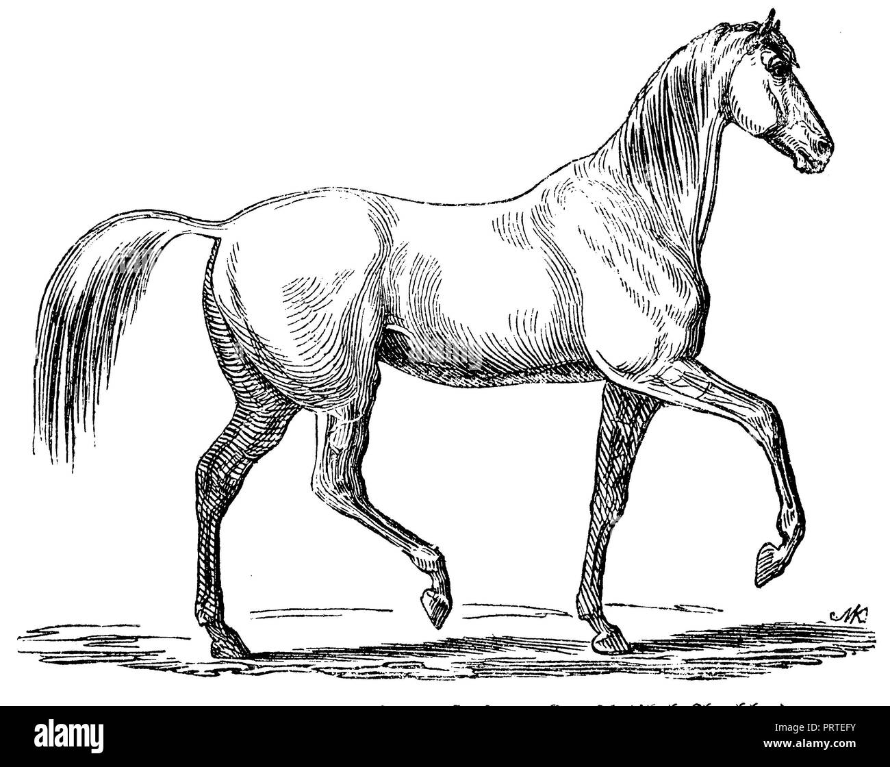 Cheval horse Cut Out Stock Images & Pictures - Alamy