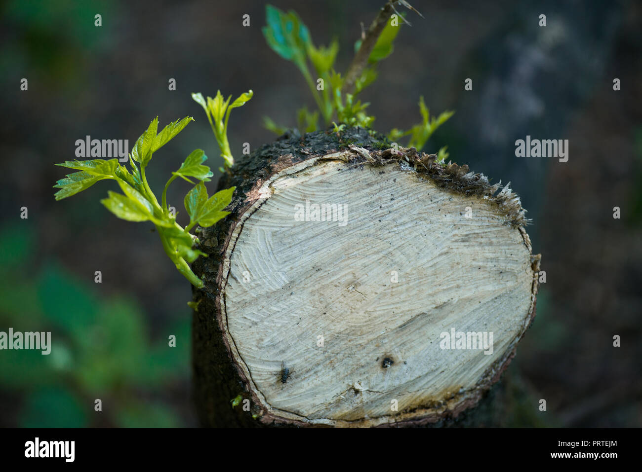 Cut tree sprout hi-res stock photography and images - Alamy