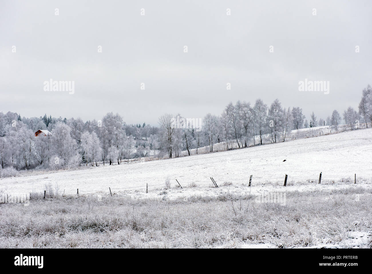 Winter countryside landscape with snow covered trees and hills Stock ...