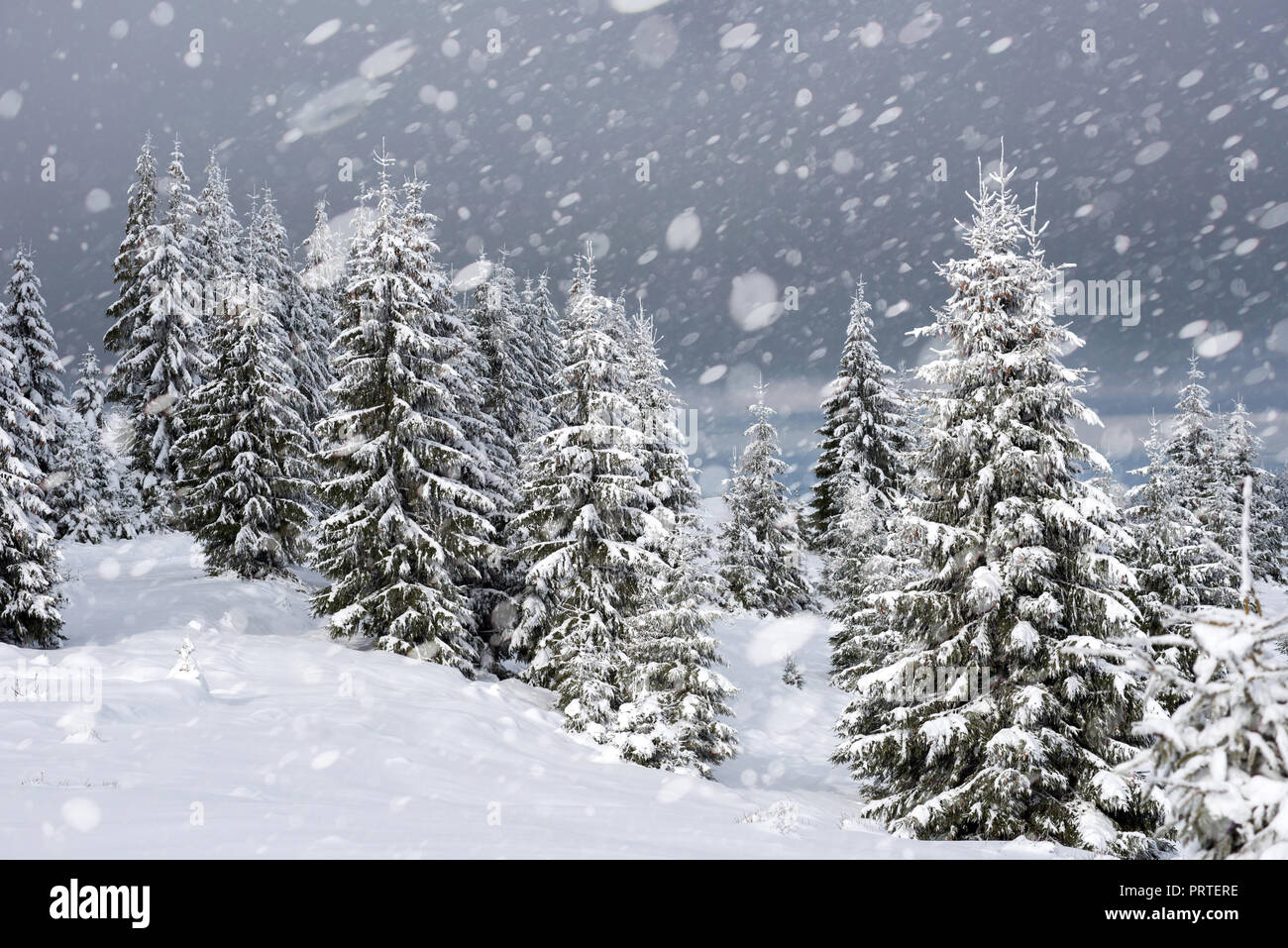 Snowy fir trees in winter forest at snowfall. Snowflakes and Christmas ...