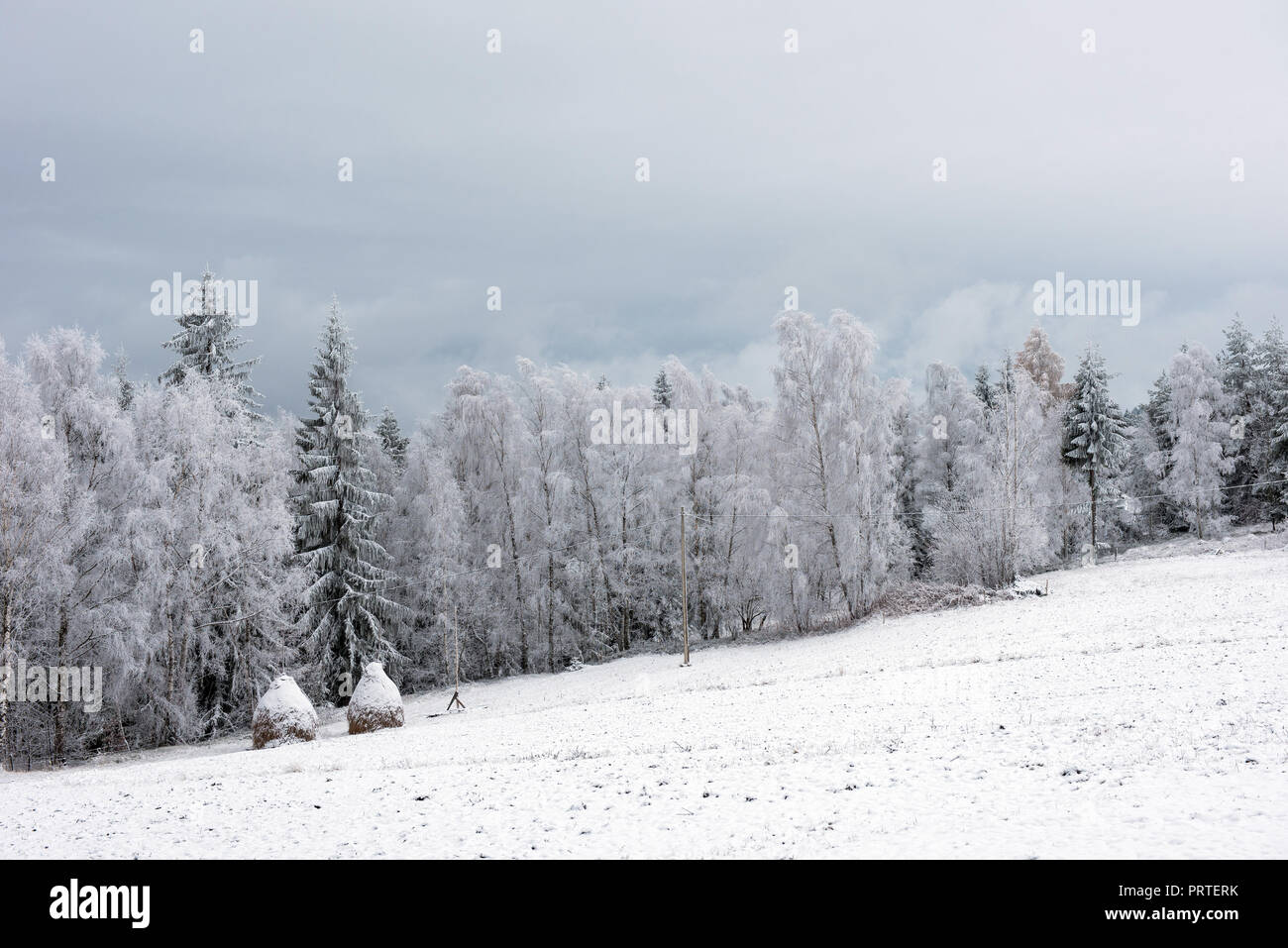 First snow in the forest. Rime and hoarfrost covering nature, trees and ...
