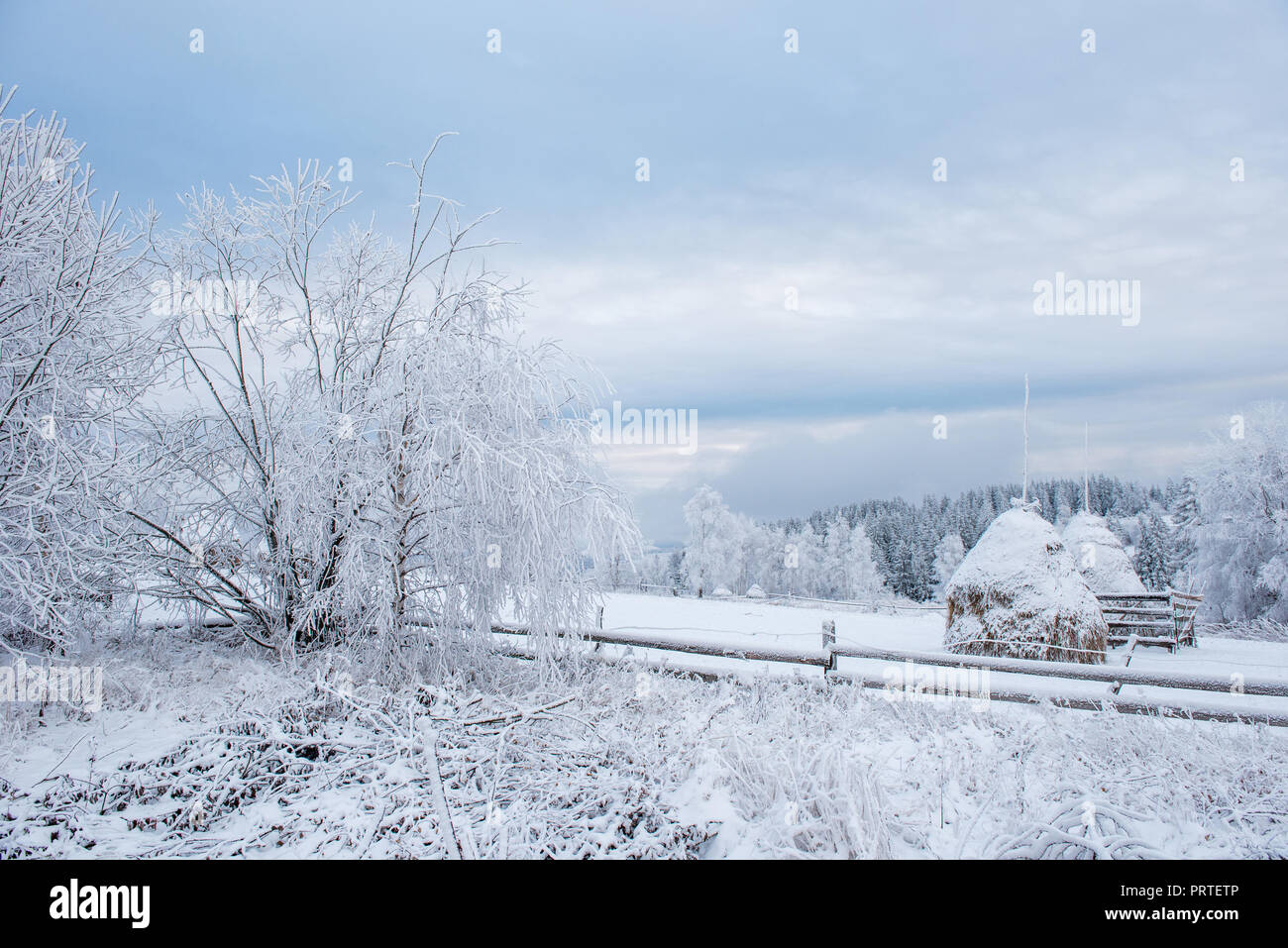 Winter countryside landscape with snow covered trees and hills Stock ...