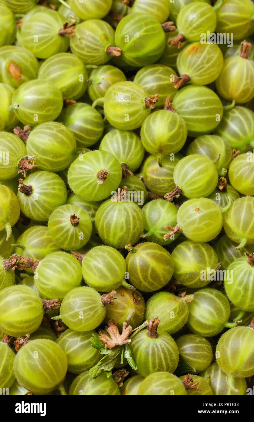 Fresh and sweet gooseberry. Close up photo Stock Photo - Alamy