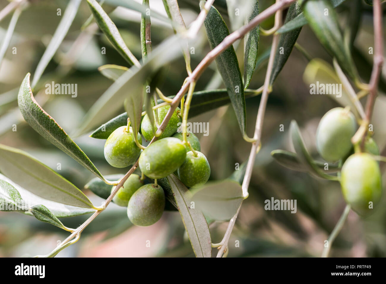 Olive taggiasche hi-res stock photography and images - Alamy
