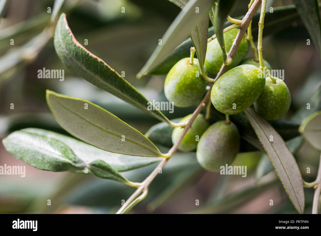 Detail of a bunch of ligurian olives used to produce high quality ...