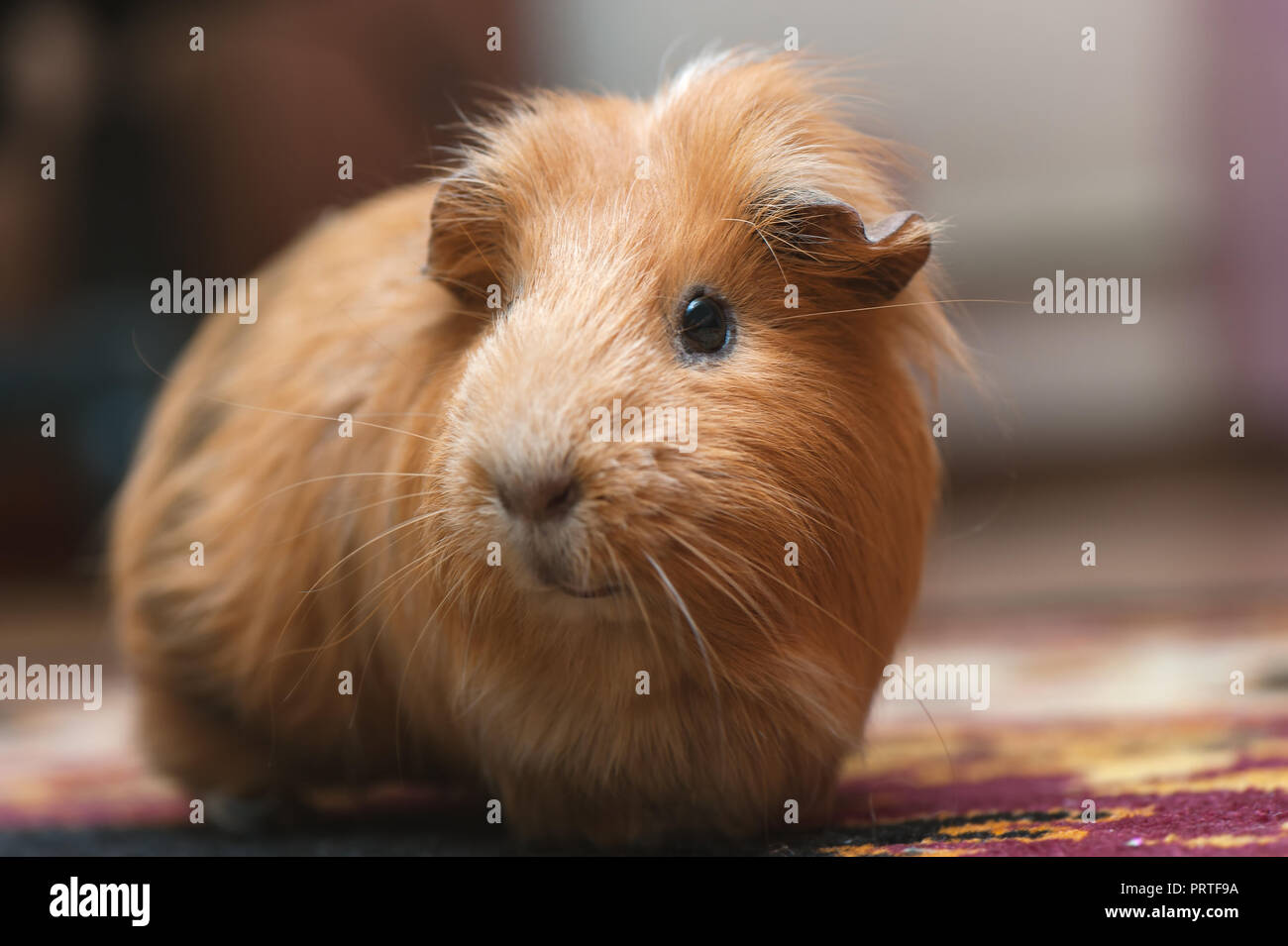 Guinea pig close up hi-res stock photography and images - Alamy