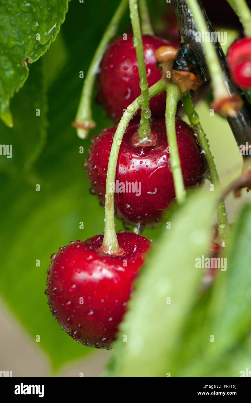 Yummy cherries hi-res stock photography and images - Alamy