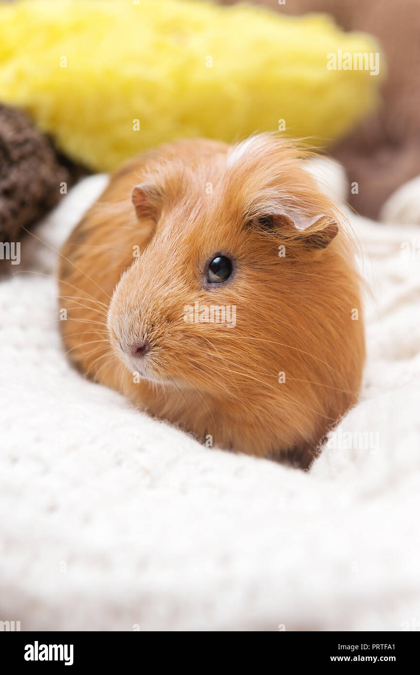 Guinea pig close up hi-res stock photography and images - Alamy