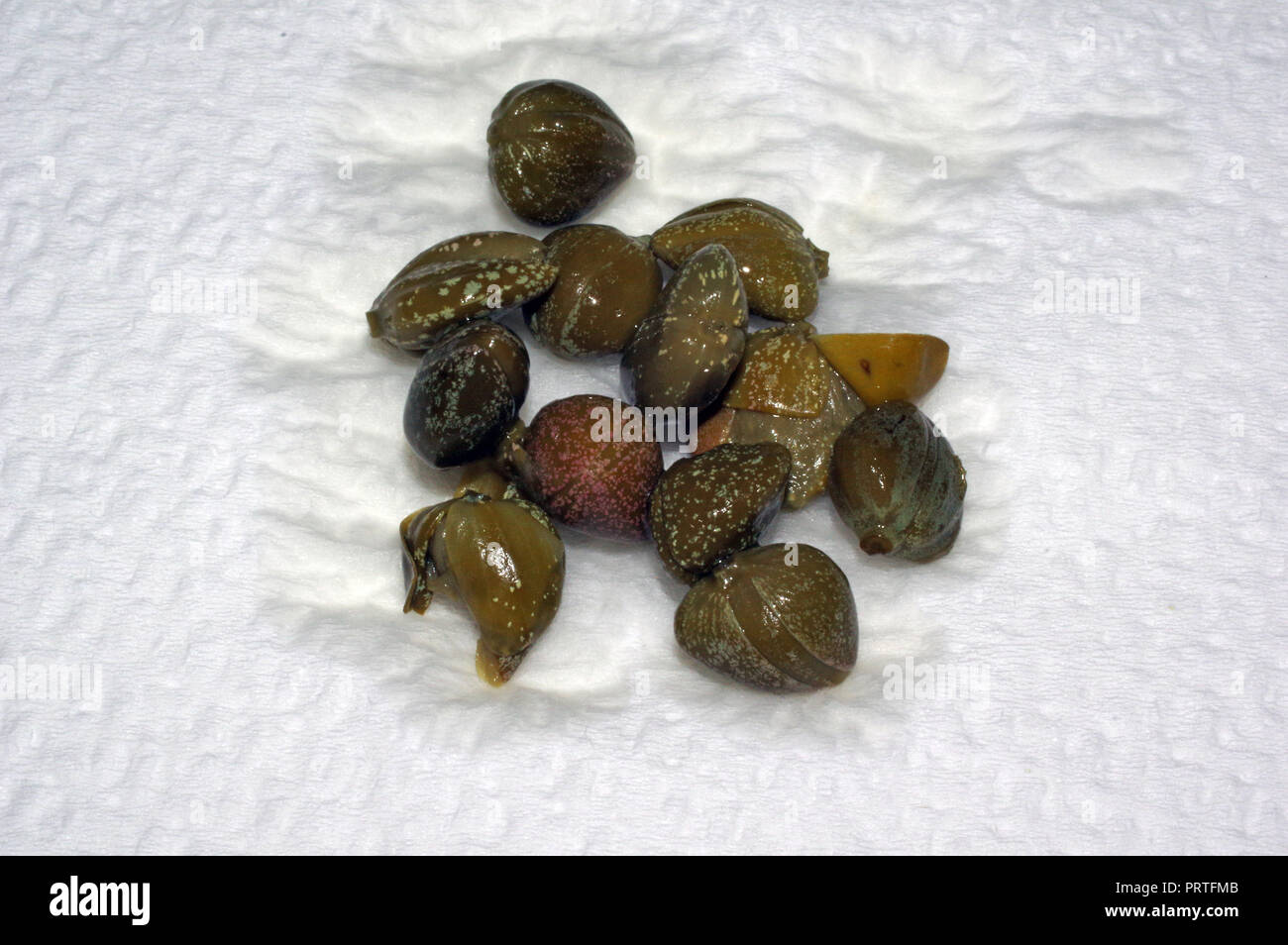 Capparis plants hi-res stock photography and images - Alamy