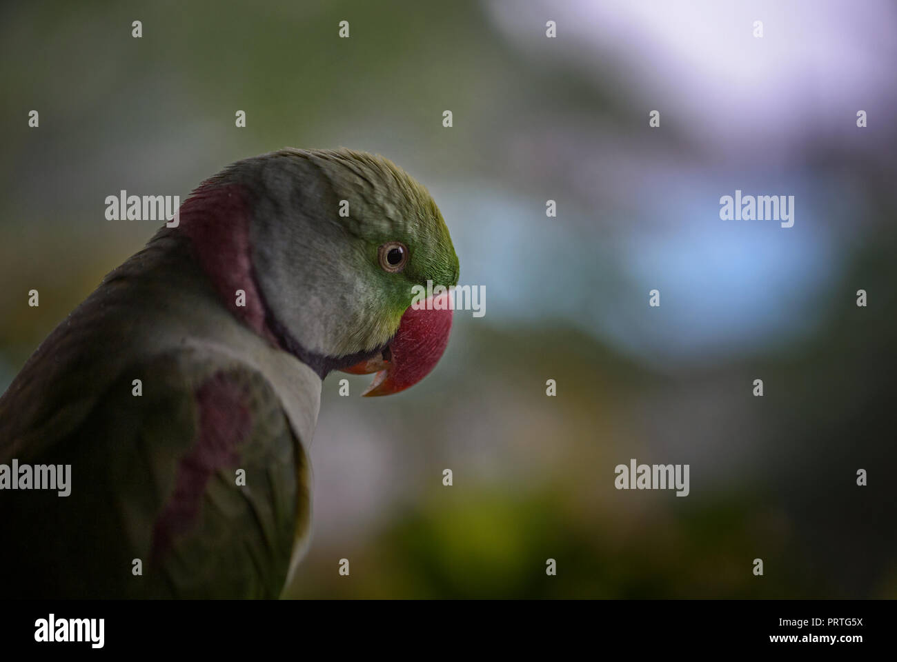Alexandrine Parakeet - Psittacula eupatria, beautiful colorful parrot ...