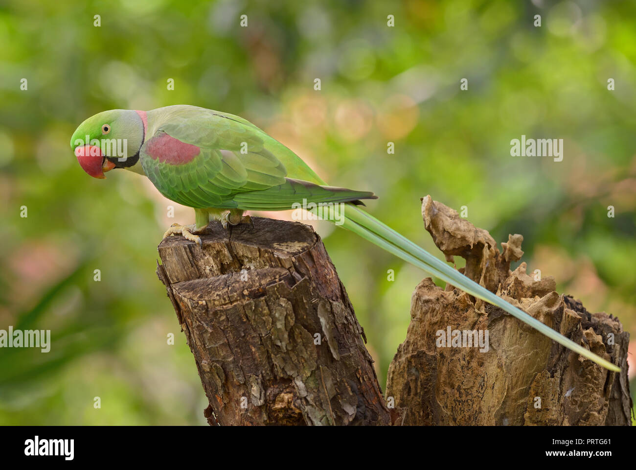 Alexandrine Parakeet - Psittacula eupatria, beautiful colorful parrot ...