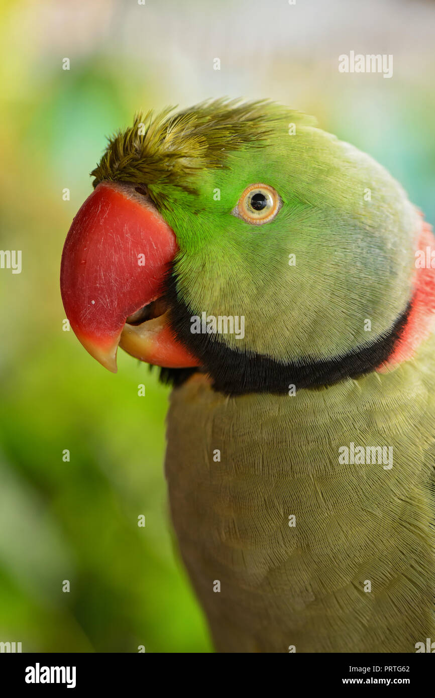 Alexandrine Parakeet - Psittacula eupatria, beautiful colorful parrot ...