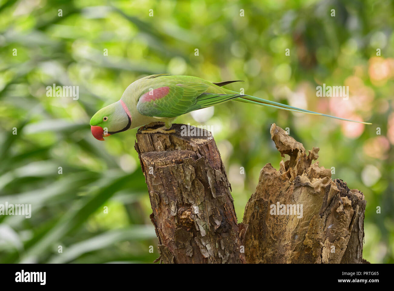 Birds of southeast asia hi-res stock photography and images - Alamy