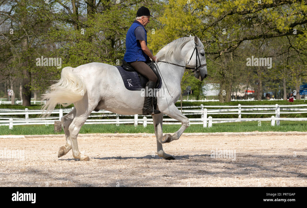 Kladruby horse hi-res stock photography and images - Alamy