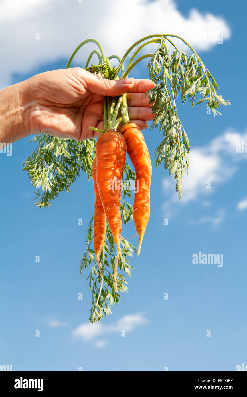 Female hand holds a bunch of ripped carrots against the blue sky in ...