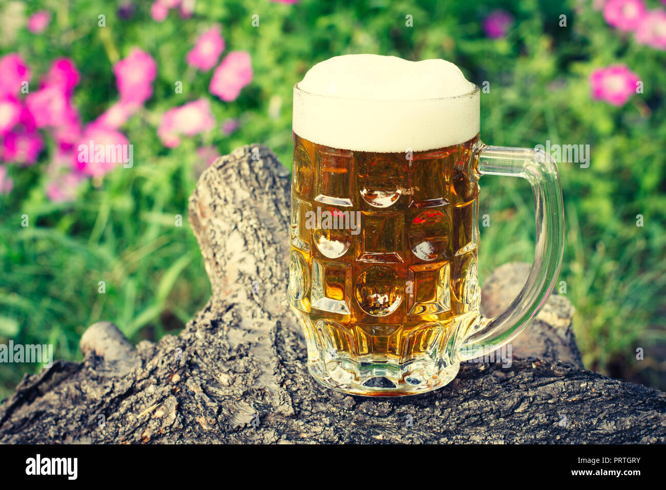 Glass of beer standing on the trunk of a fallen tree on natural green ...