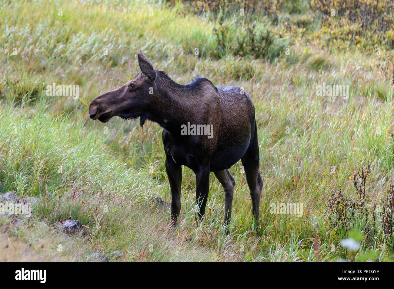 Female moose hi-res stock photography and images - Alamy