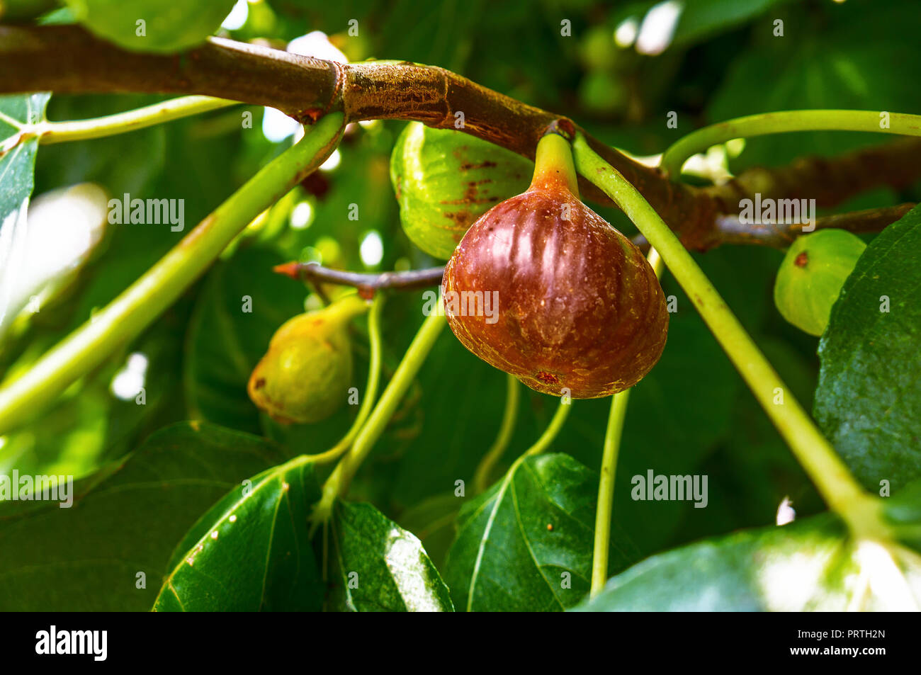 Branch of fig tree with colorful fruits in various stages of ripening ...