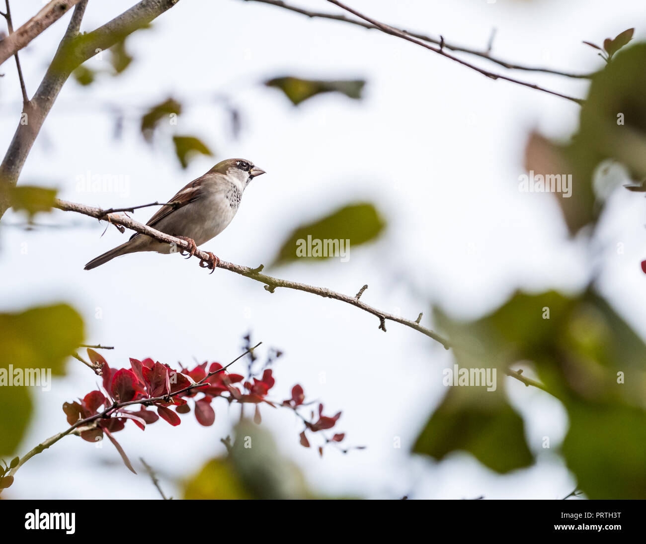Male female house sparrow perched hi-res stock photography and images ...