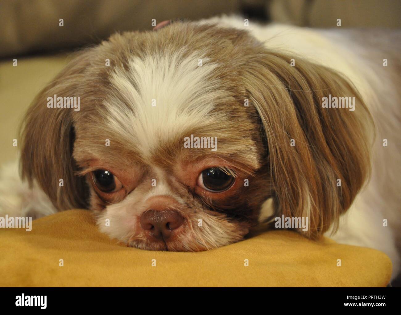 Dog dreaming hi-res stock photography and images - Alamy