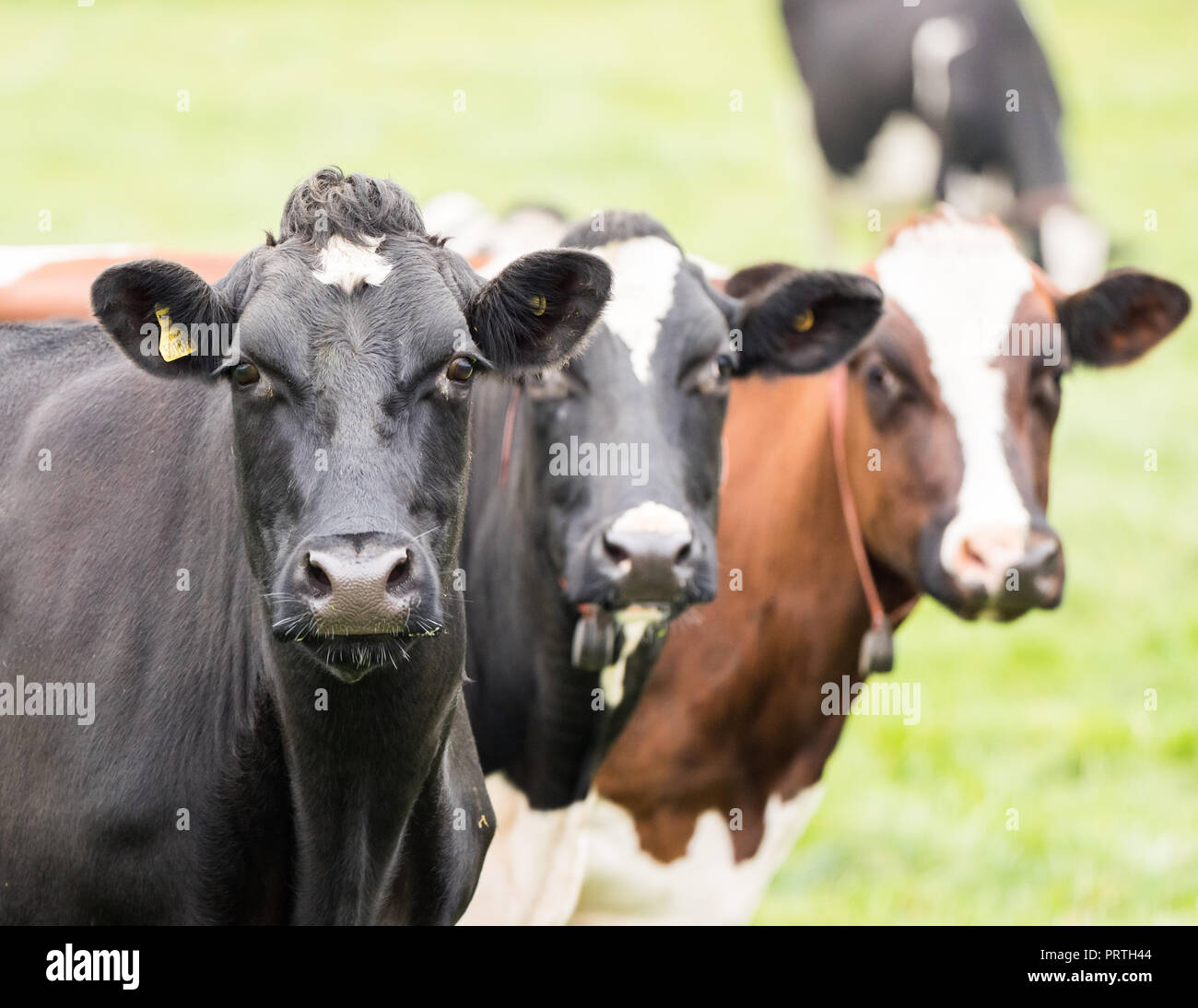 Dairy cattle grazing illustration hi-res stock photography and images ...