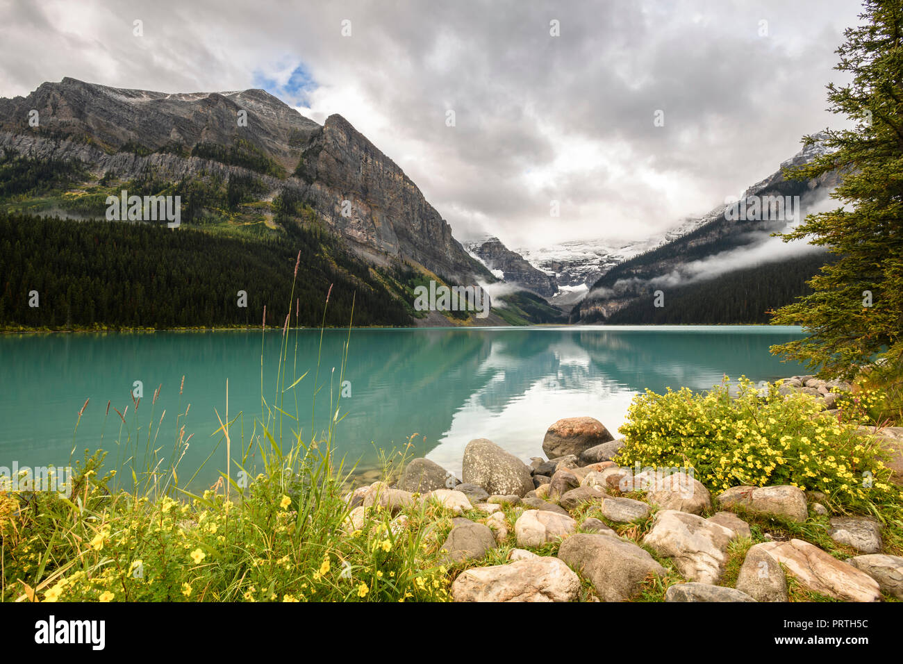 Banff national park flowers hi-res stock photography and images - Alamy