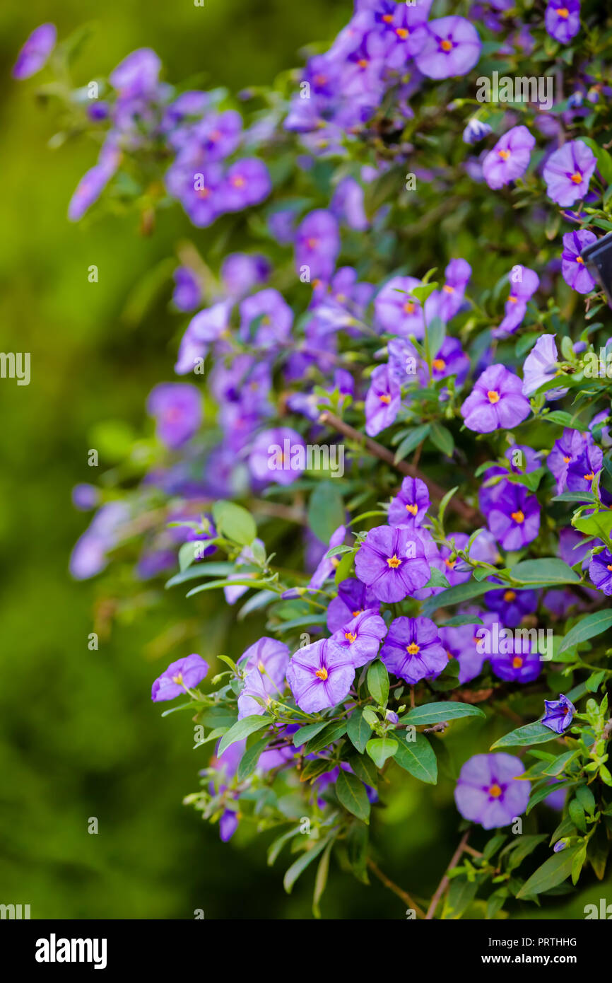 blooming tree Blue Potato Bush Fountain (Lycianthes rantonnetii ...