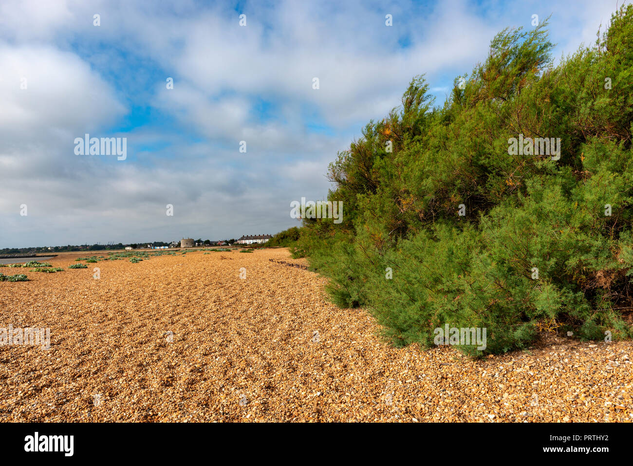 Seaside vegetation hi-res stock photography and images - Alamy