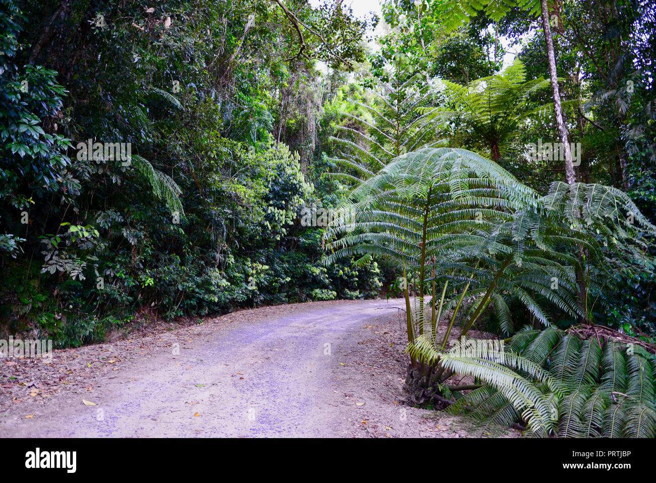 A gravel road through a rainforest with a giant tree fern Angiopteris ...