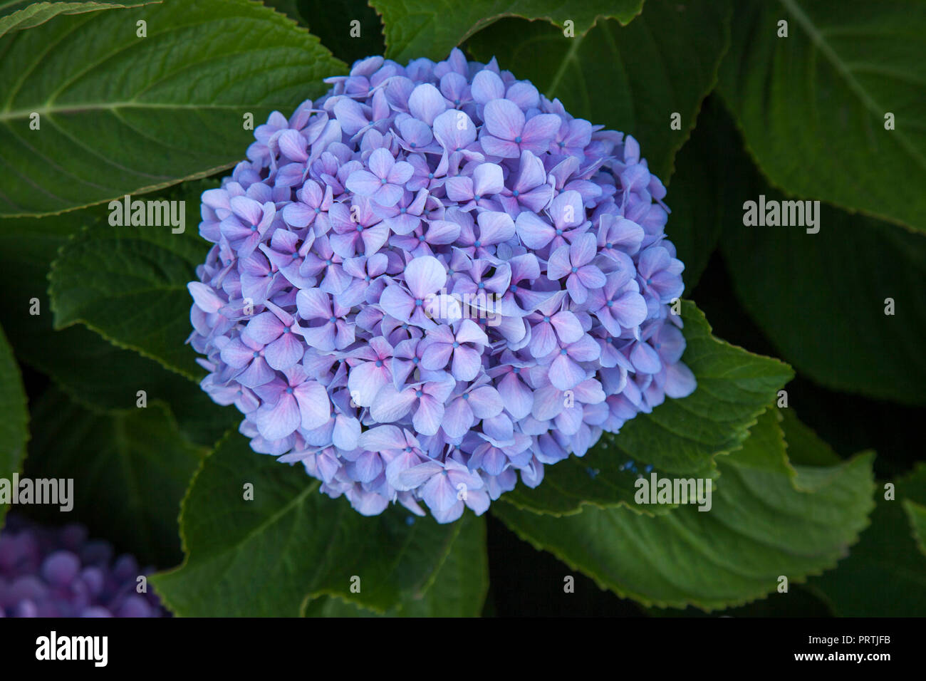 blue hydrangea natural floral background Stock Photo - Alamy