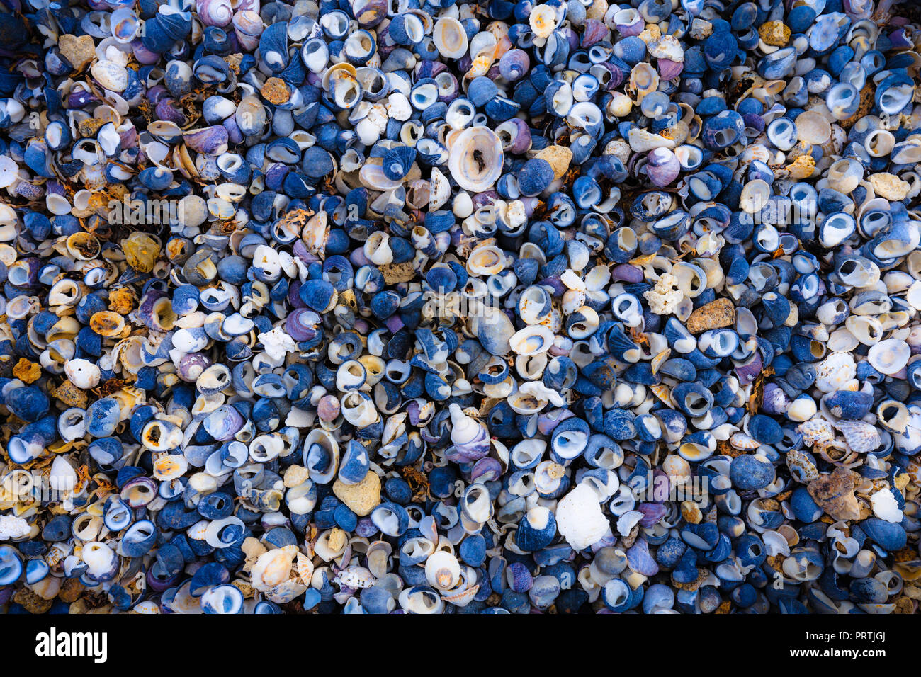 Canon shells hi-res stock photography and images - Alamy