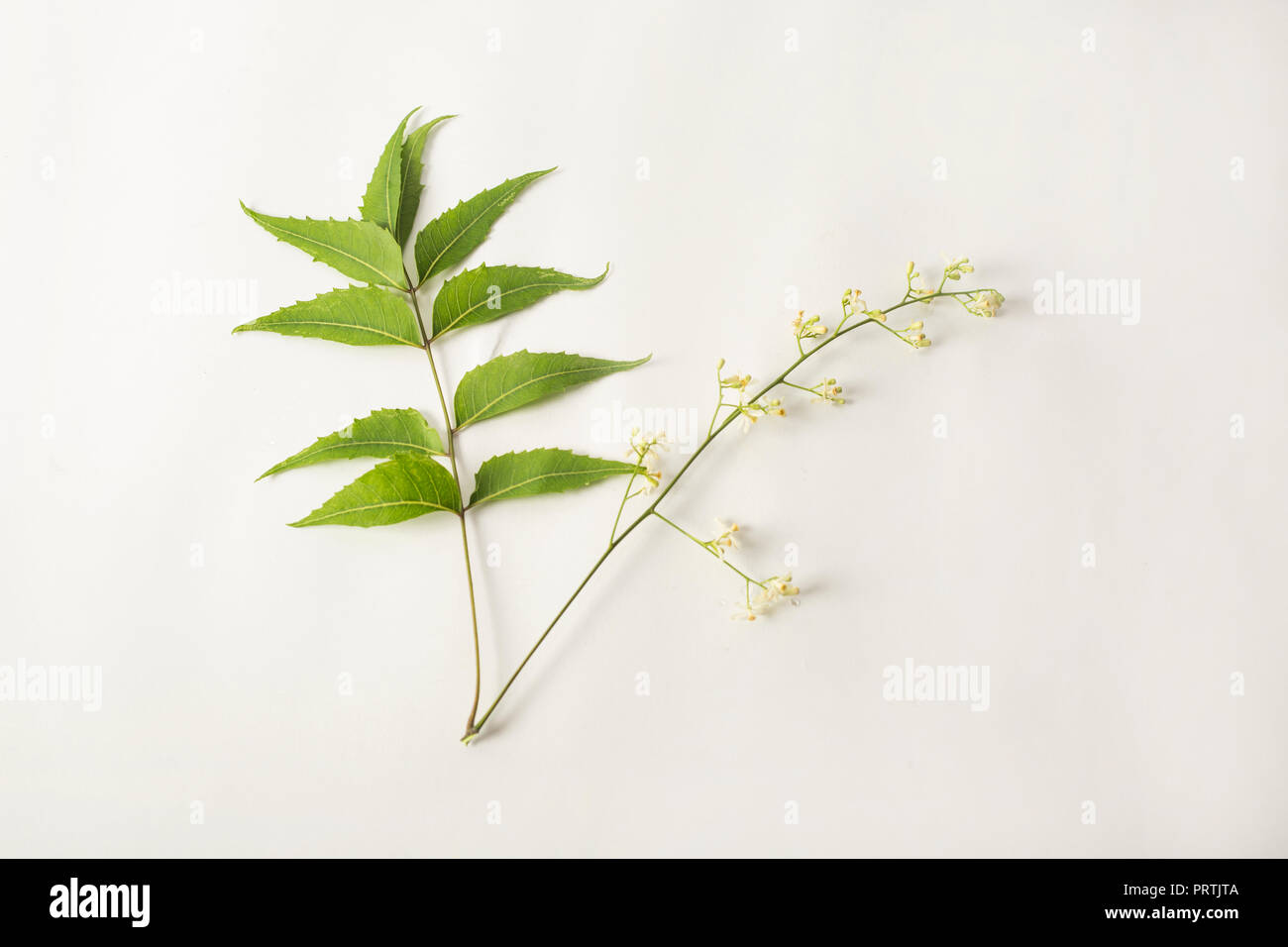 Neem Leaf High Resolution Stock Photography and Images - Alamy