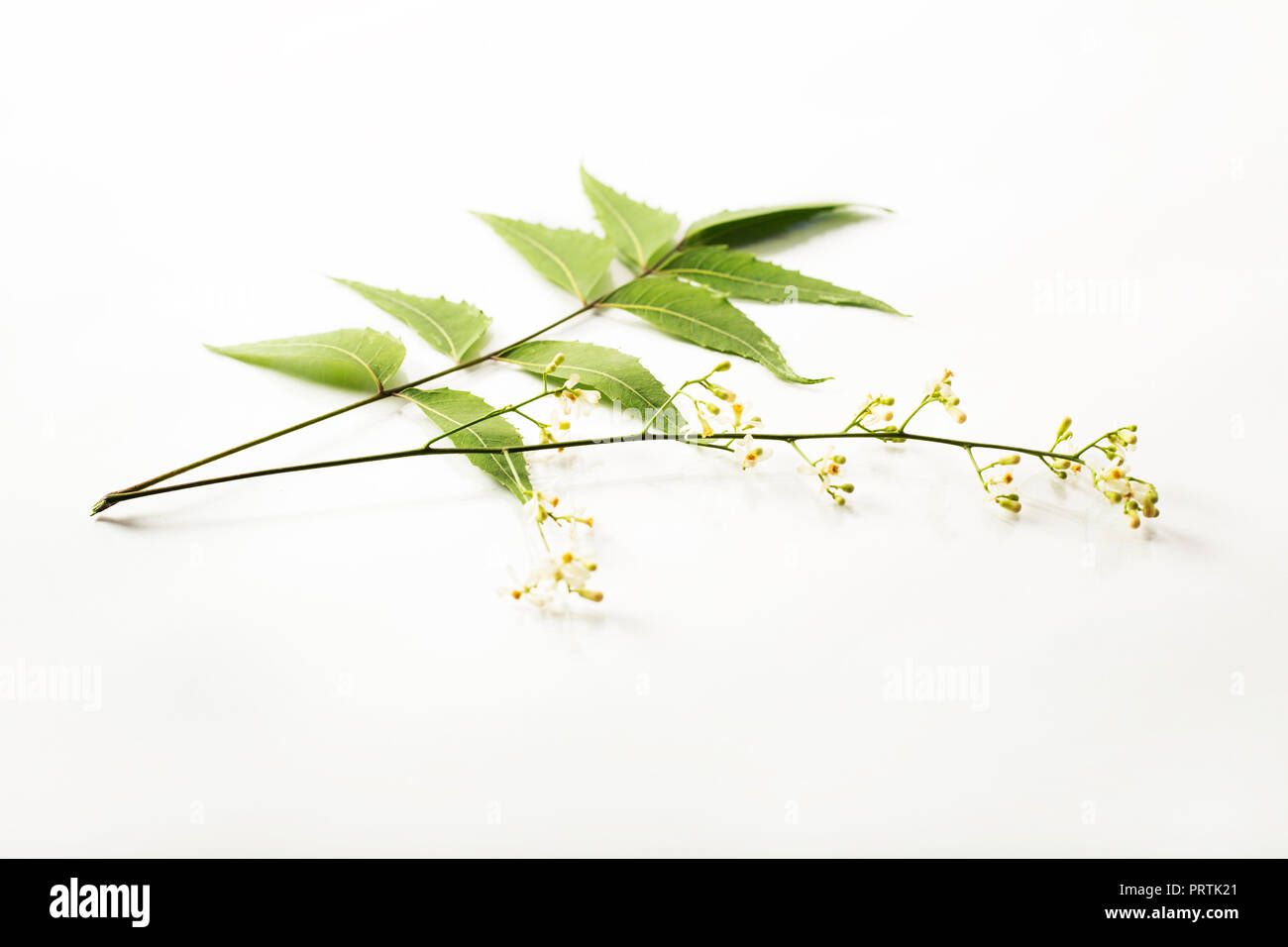 Medicinal Neem leaf with Neem Flowers on white background Stock Photo ...