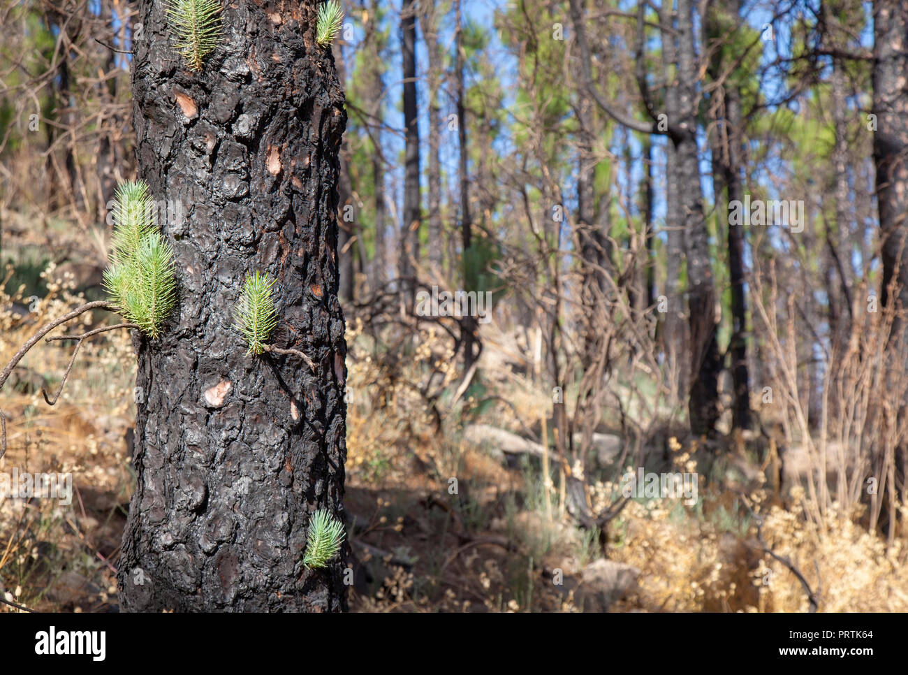 Gran Canaria, Las Cumbres in September 2018, Canarian Pine trees, Pinus ...