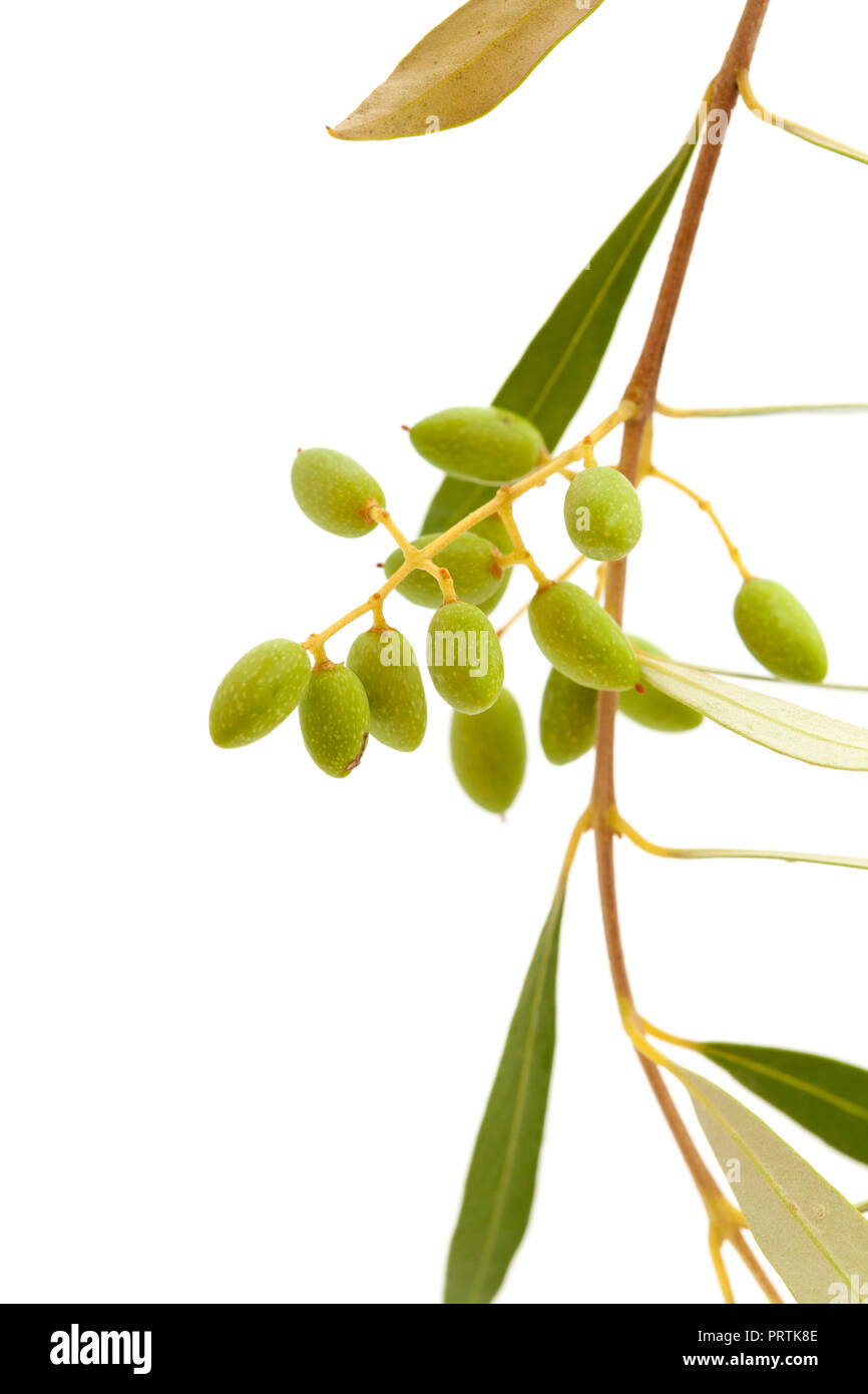 flora of Gran Canaria - forming fruit of Olea cerasiformis, olive ...