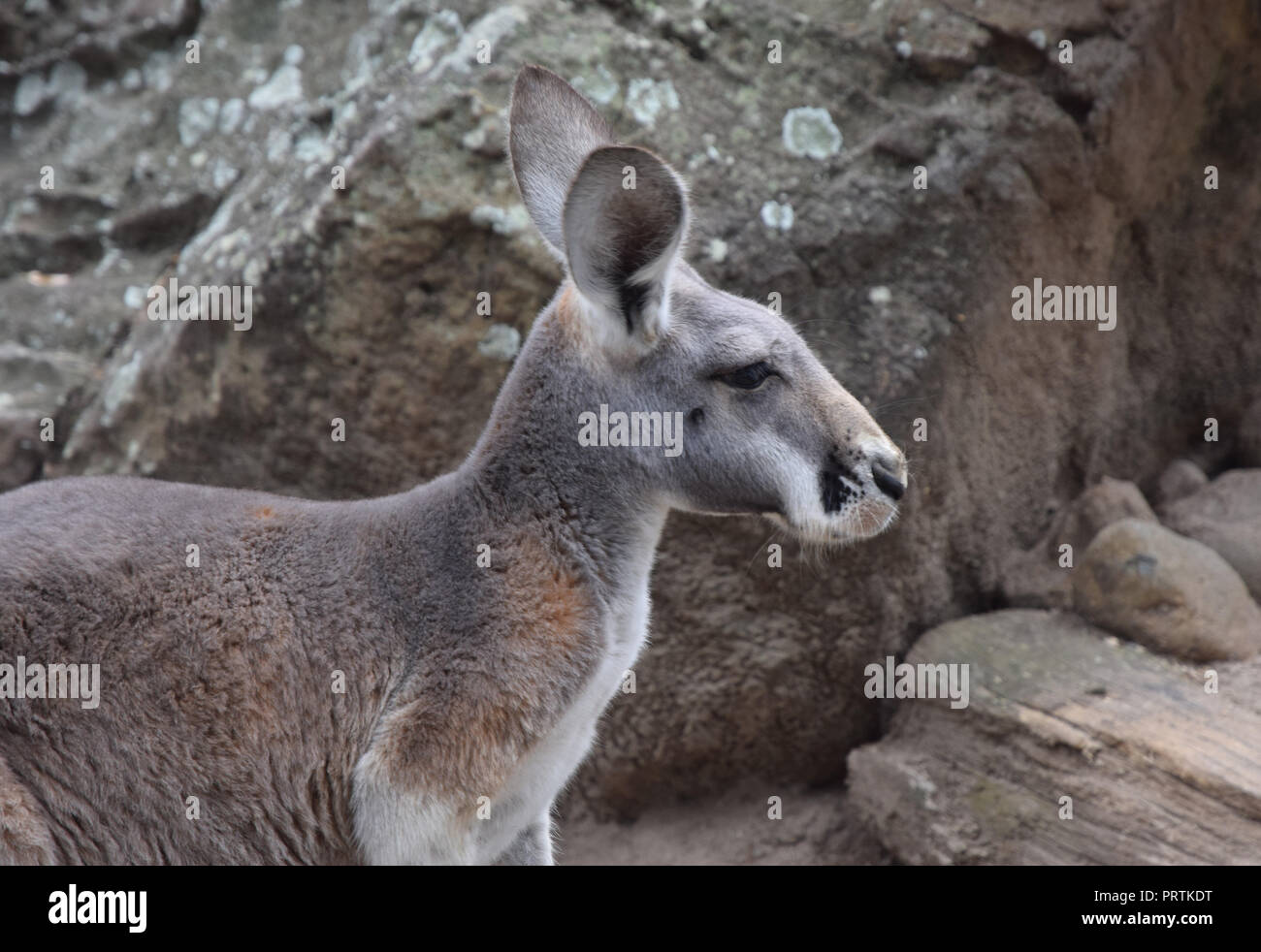 Kangaroo sydney hi-res stock photography and images - Alamy