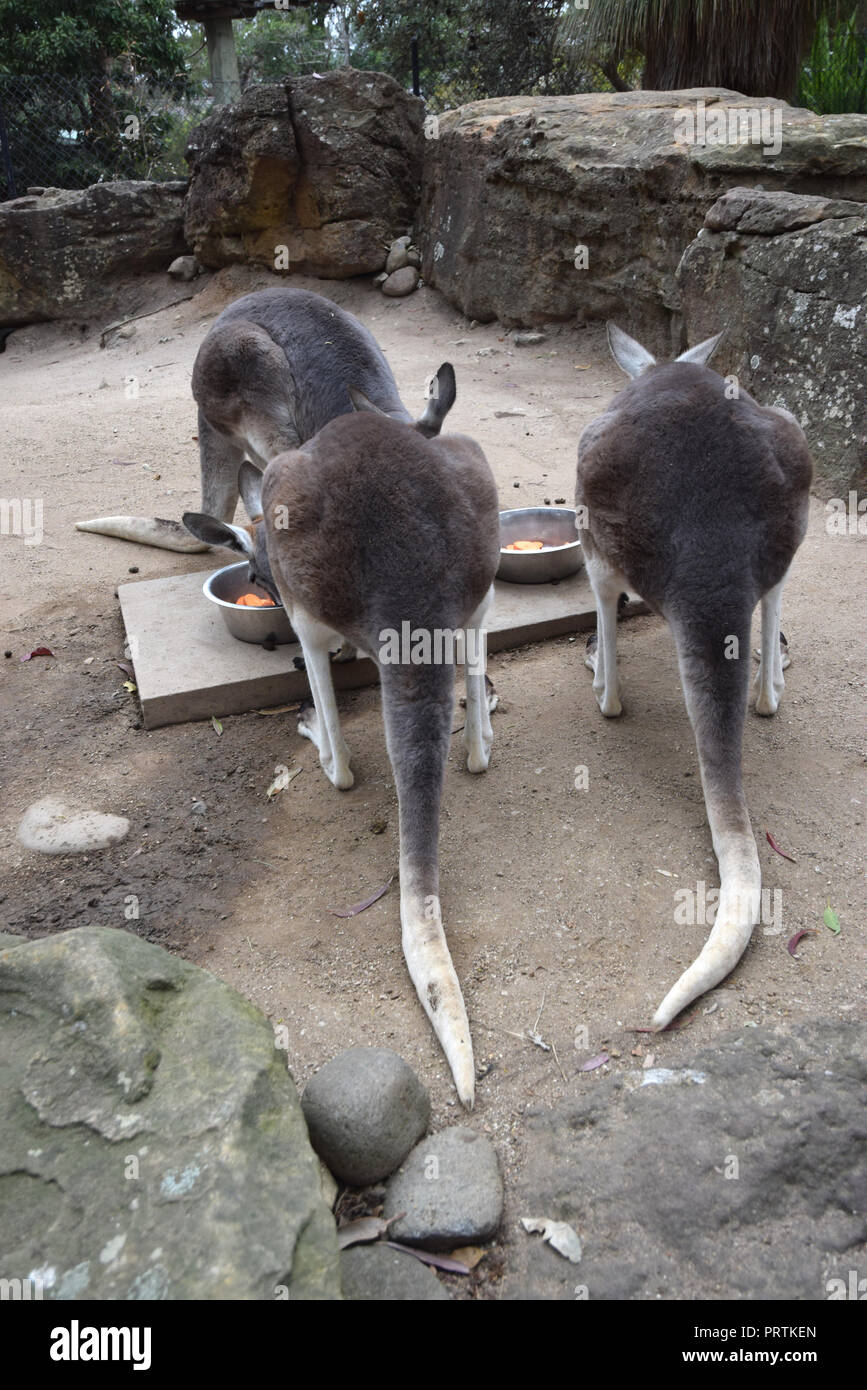three kangaroos eating Stock Photo - Alamy