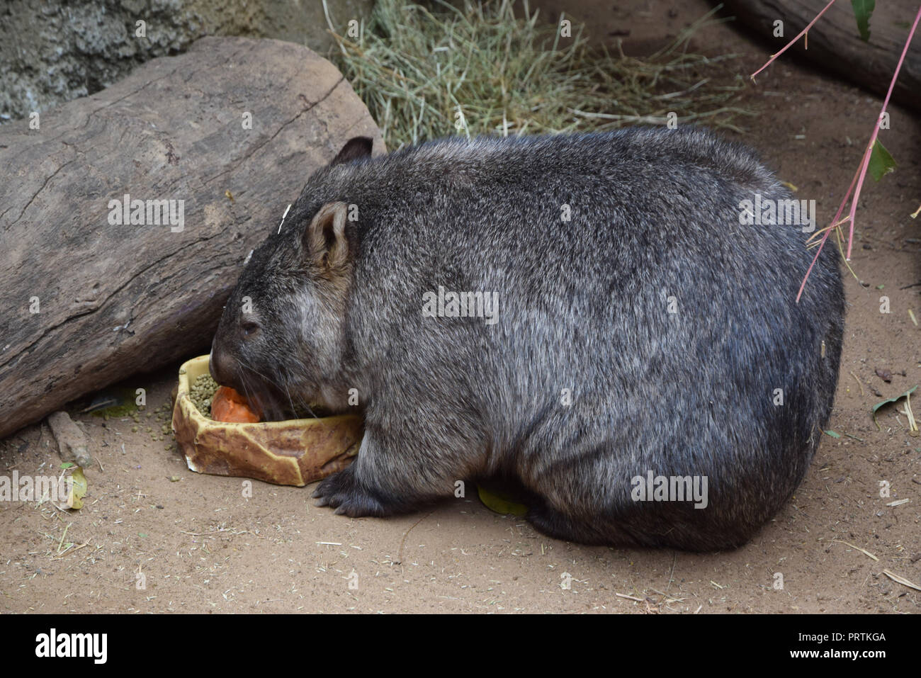 Wombat eating hi-res stock photography and images - Alamy